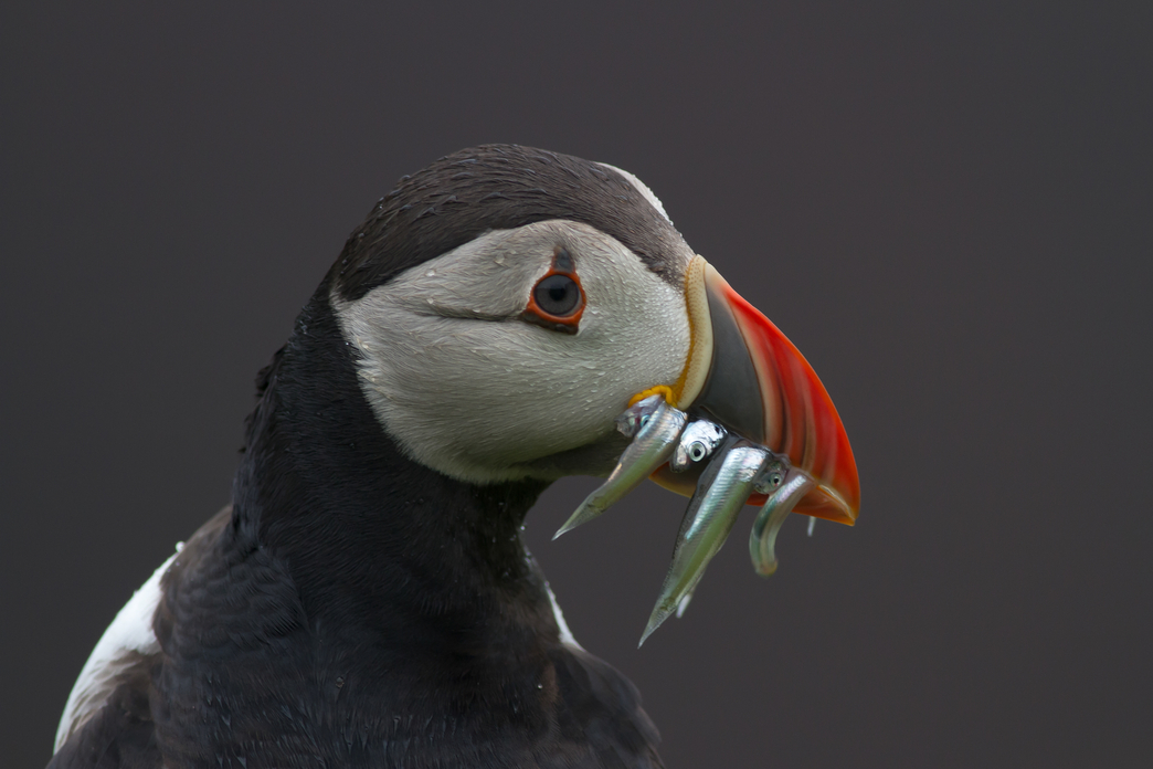 Where to see puffins | The Wildlife Trusts