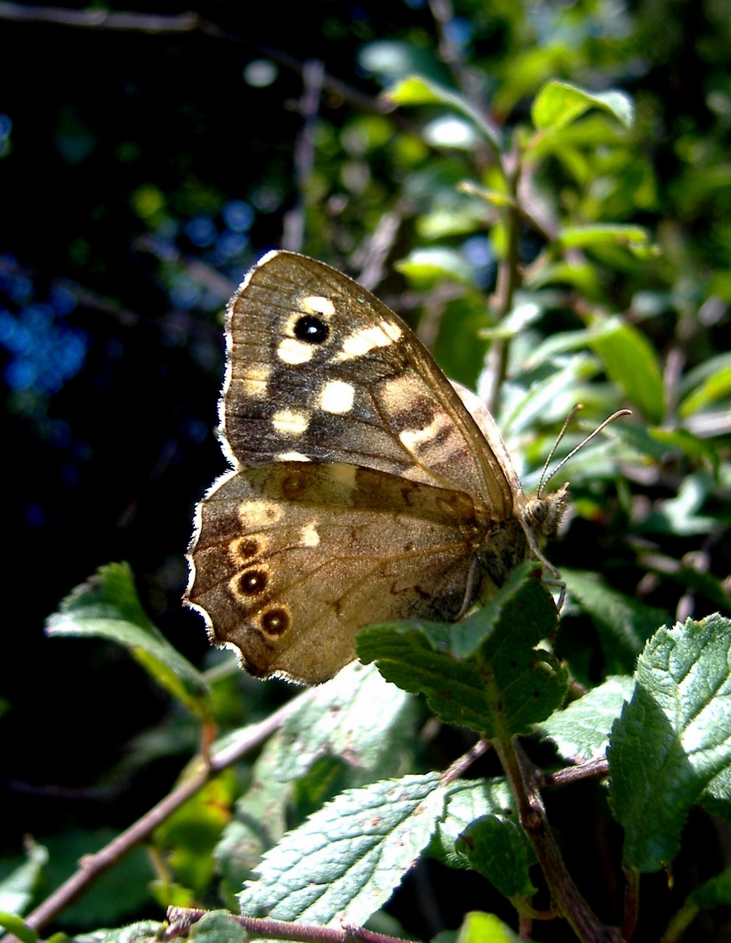 Woodland butterflies | The Wildlife Trusts