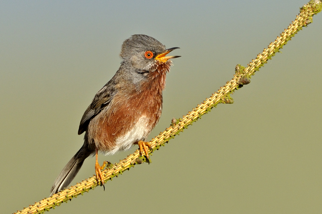 Dartford warblers | The Wildlife Trusts