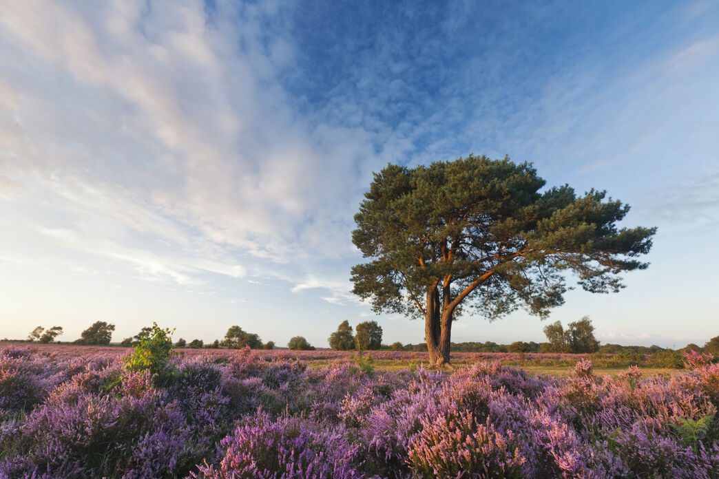 Heather | The Wildlife Trusts