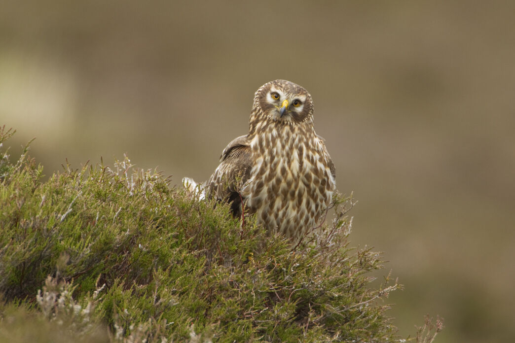 Where to see hen harriers | The Wildlife Trusts