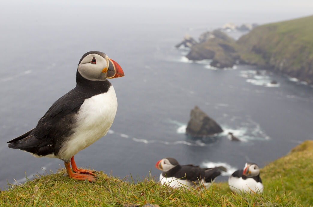 Where to see puffins | The Wildlife Trusts