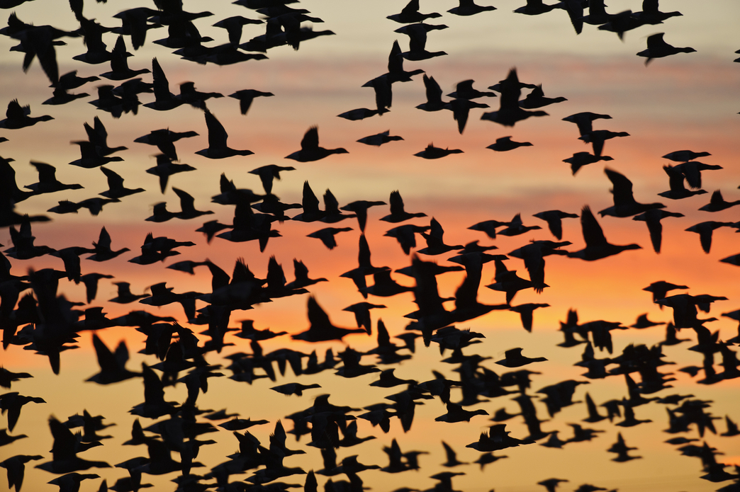 Bird migration | The Wildlife Trusts
