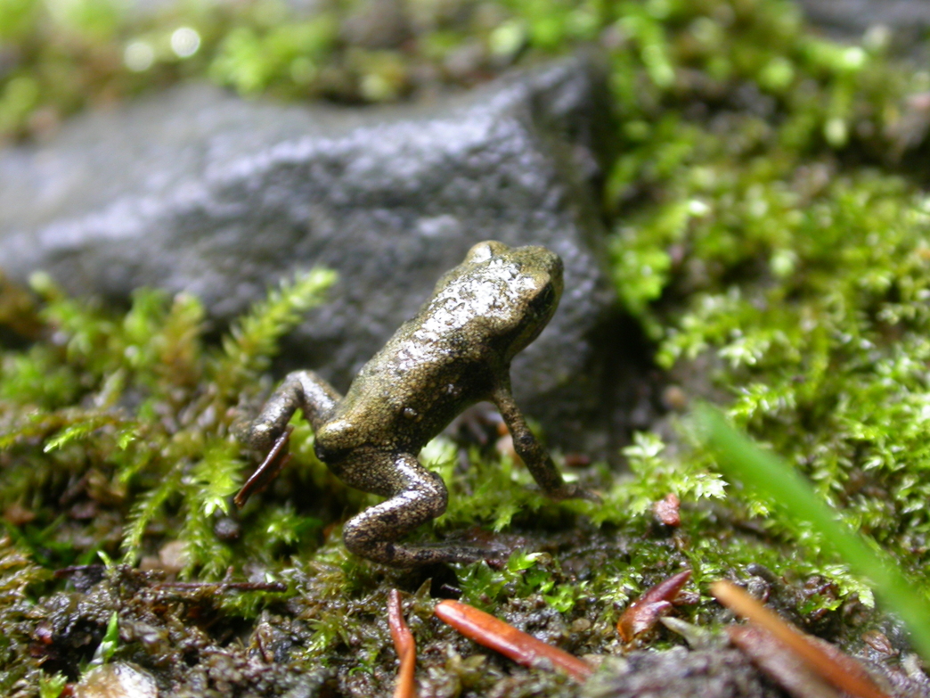 Toadlets | The Wildlife Trusts