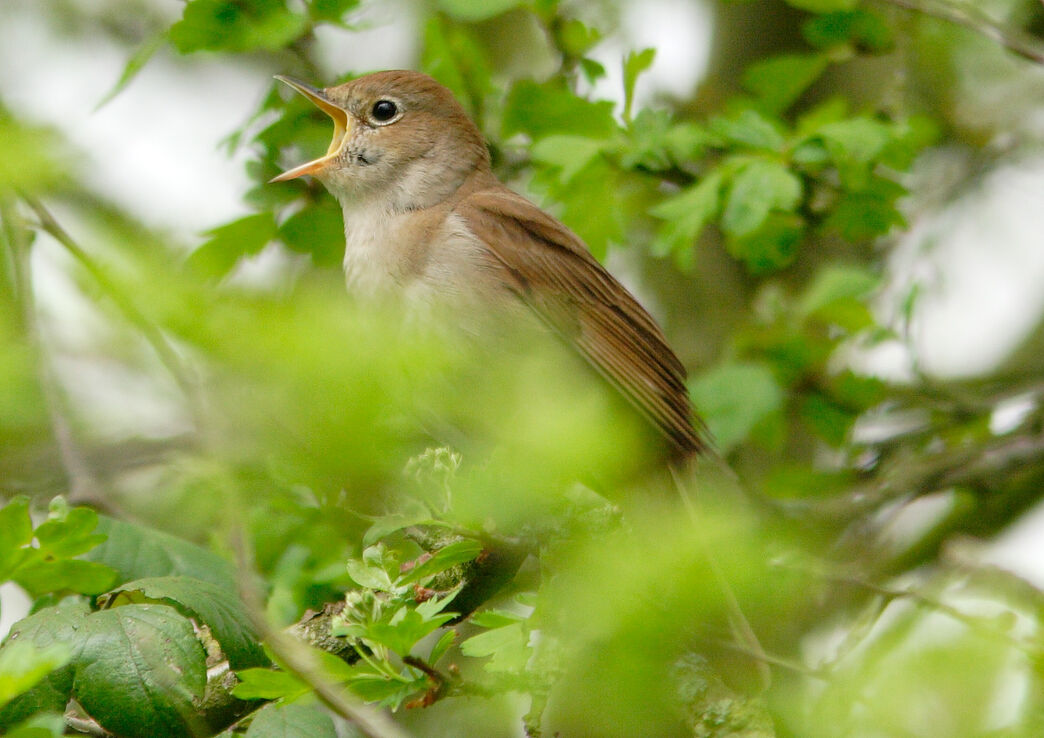 Biodiversity Benchmark | The Wildlife Trusts