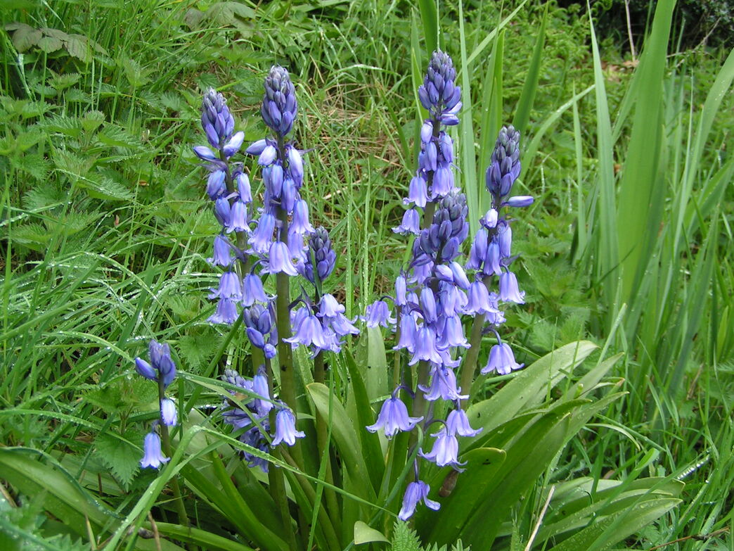 Spanish or native bluebell | The Wildlife Trusts
