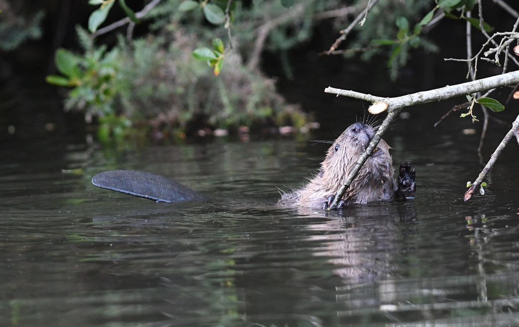 Where to see beavers | The Wildlife Trusts