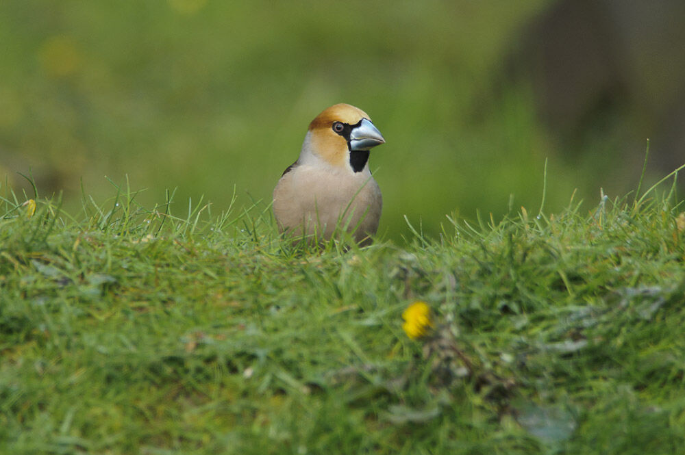 Where to see a hawfinch | The Wildlife Trusts