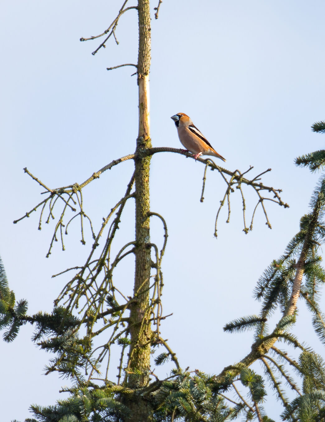 Where to see a hawfinch | The Wildlife Trusts