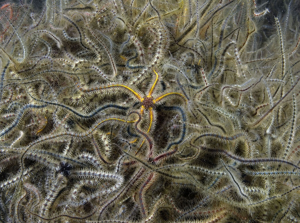 Give our seas better protection! | The Wildlife Trusts