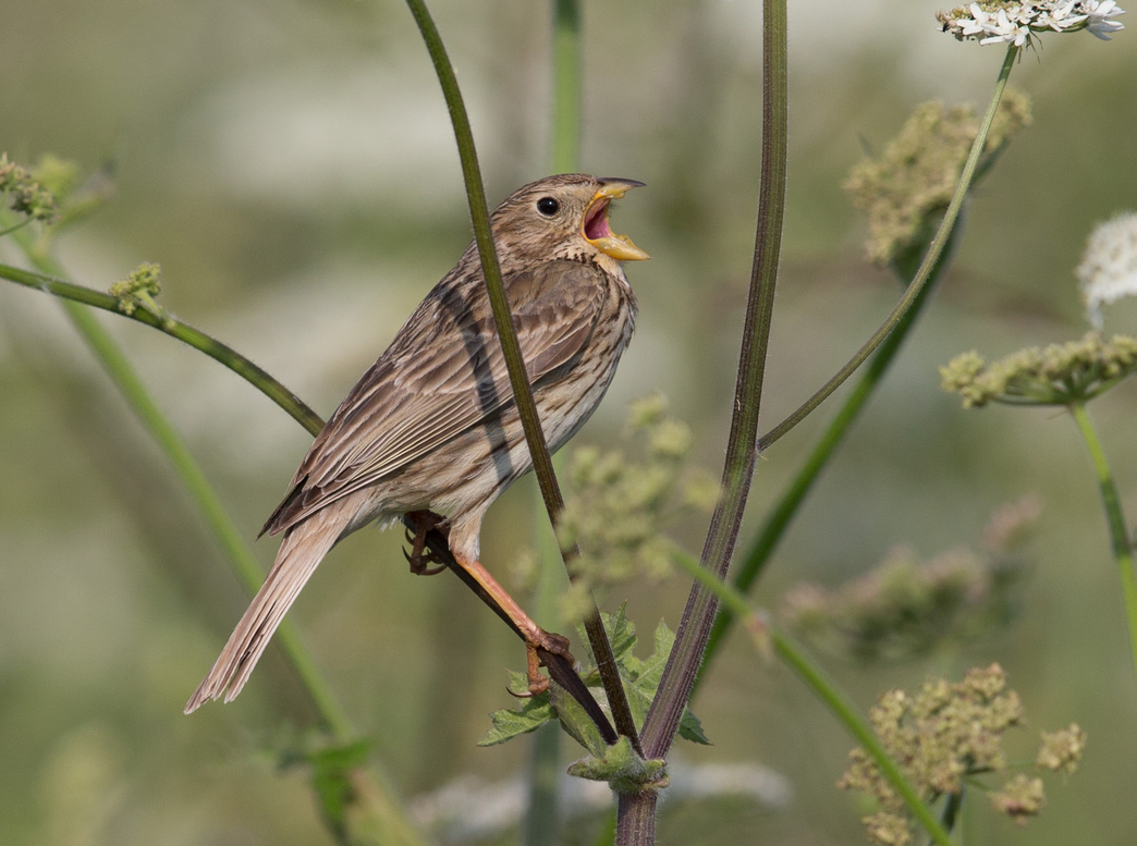 A dawn chorus where the nightingales sing again | The Wildlife Trusts
