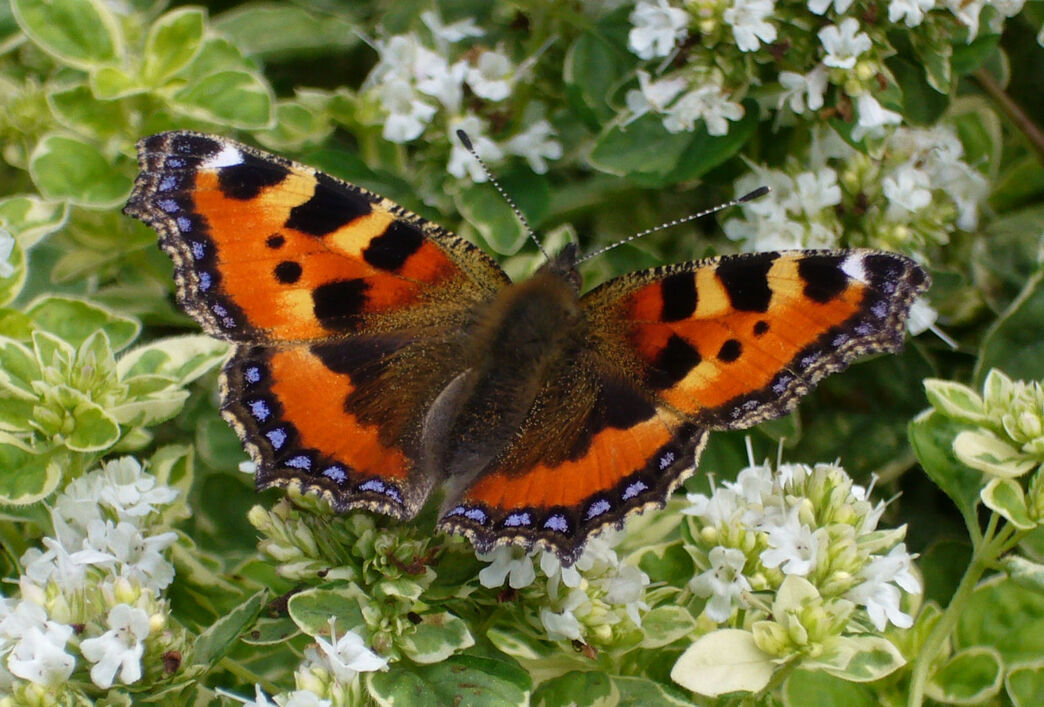 Identify British butterflies | The Wildlife Trusts