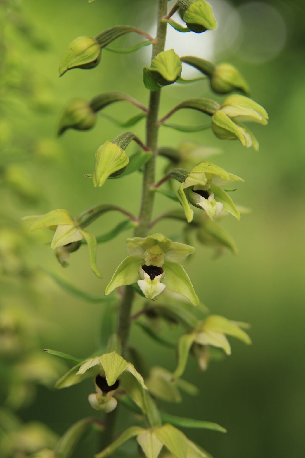 Broad-leaved helleborine | The Wildlife Trusts