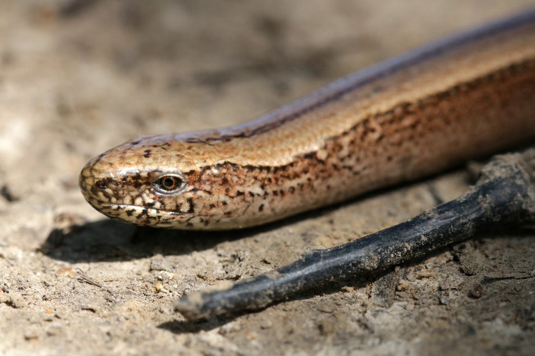 Identify UK snakes | The Wildlife Trusts