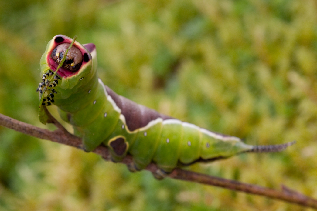Identify caterpillars | The Wildlife Trusts