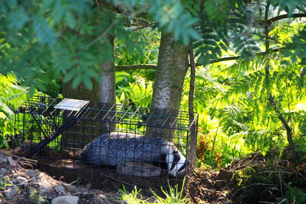 Can our badgers look forward to a brighter future? | The Wildlife Trusts