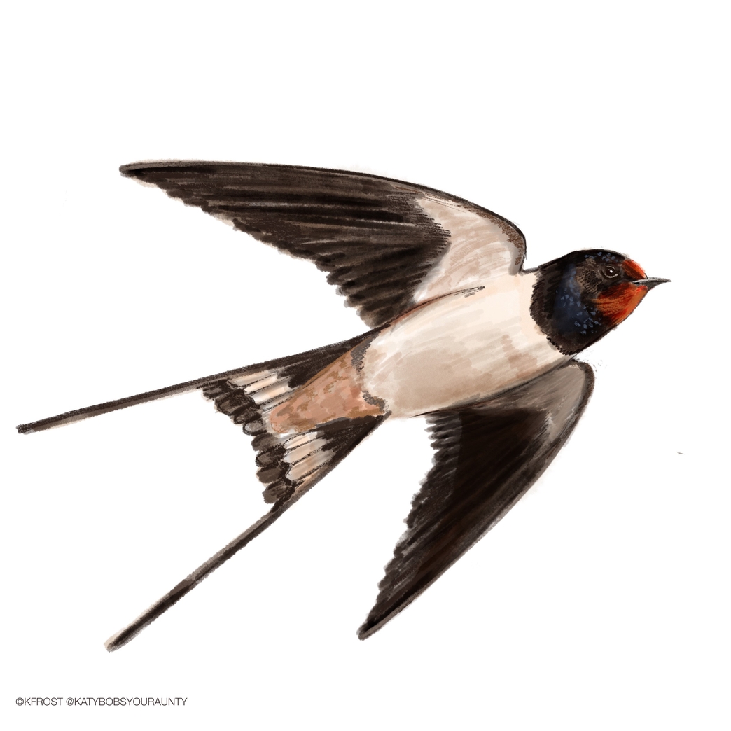How to identify swifts, swallows, sand martins and house martins | The ...