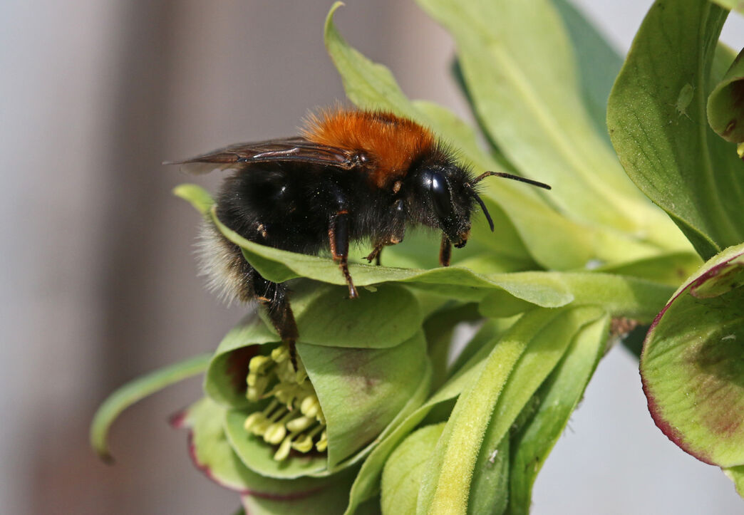 How to identify bumblebees | The Wildlife Trusts