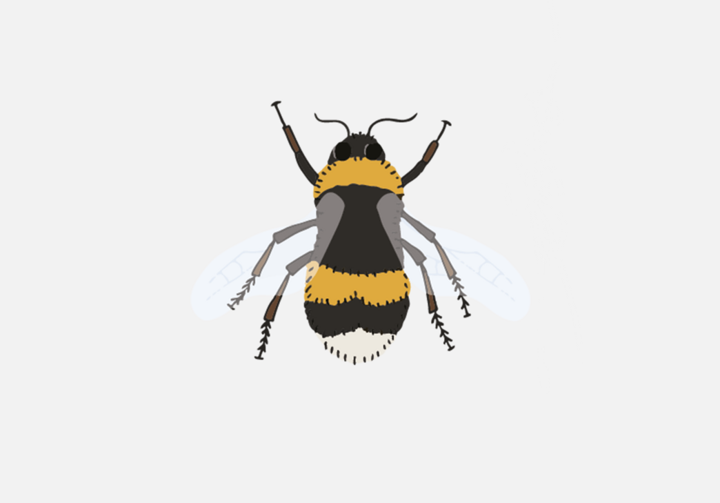 How to identify bumblebees | The Wildlife Trusts