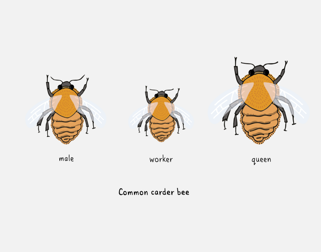 How to identify bumblebees | The Wildlife Trusts