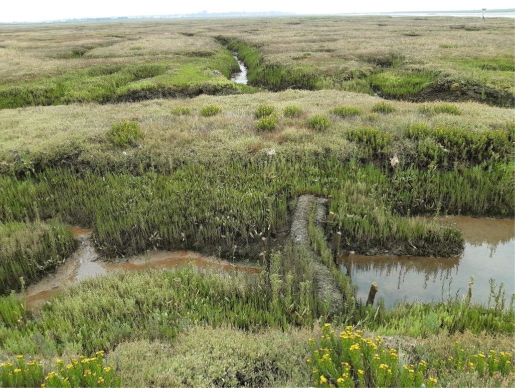 Saltmarsh restoration in Essex | The Wildlife Trusts