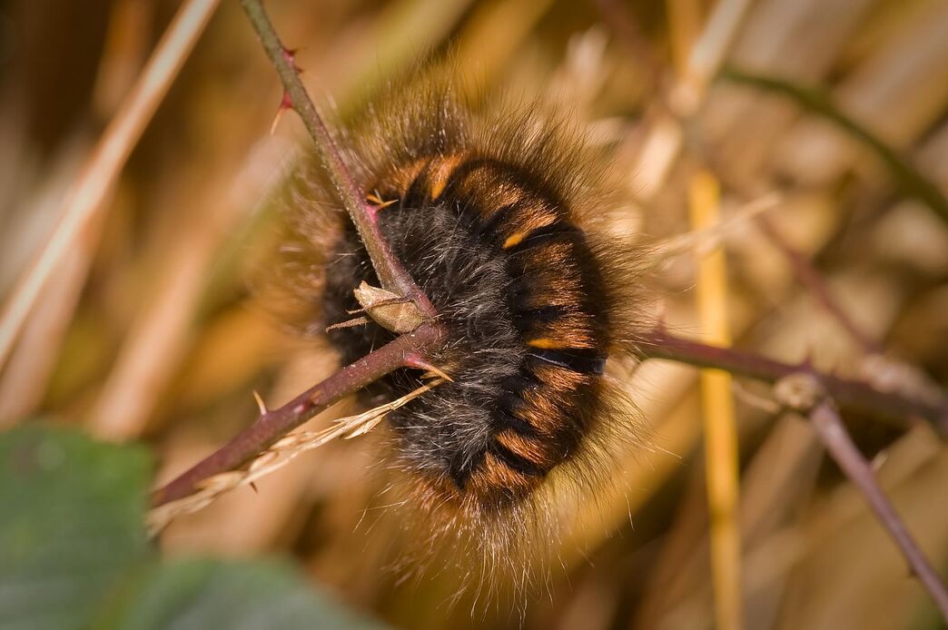 Fox moth | The Wildlife Trusts