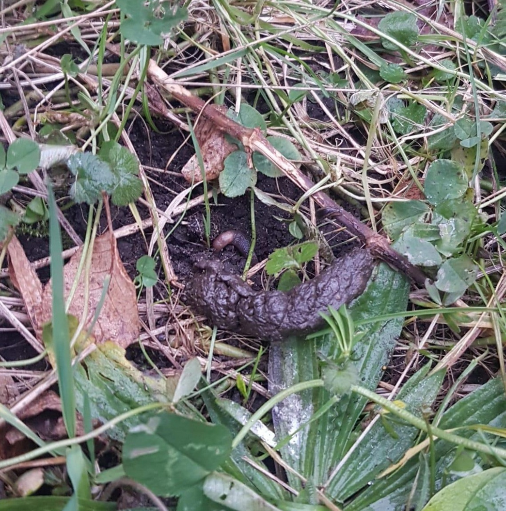 European hedgehog | The Wildlife Trusts