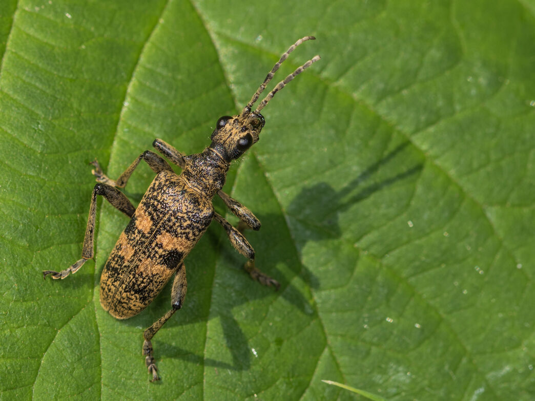 Identify beetles | The Wildlife Trusts