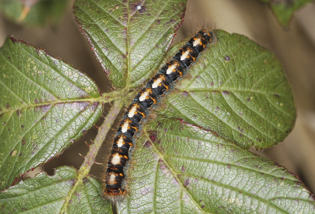 Identify caterpillars | The Wildlife Trusts