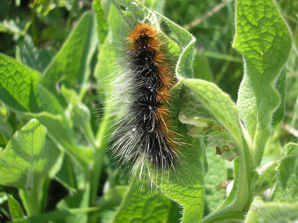 Identify caterpillars | The Wildlife Trusts