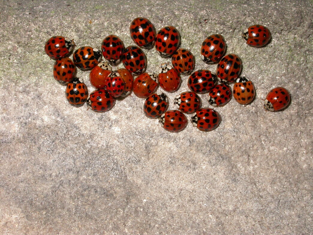 Identify beetles | The Wildlife Trusts