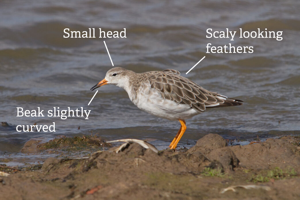 Identify waders | The Wildlife Trusts