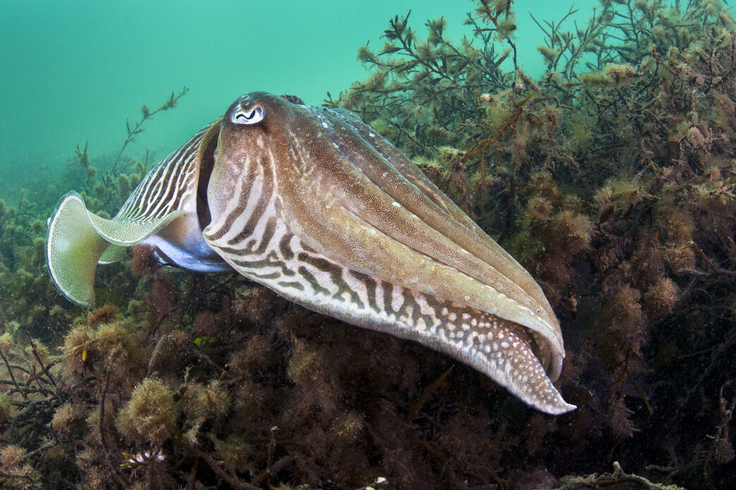 ‘Ocean’ – Sir David’s plea to save the sea | The Wildlife Trusts