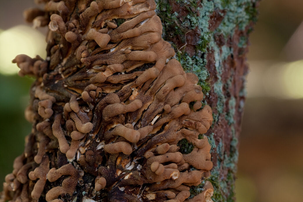 Temperate Rainforest Restoration | The Wildlife Trusts