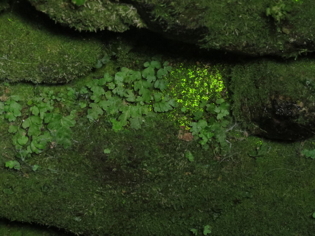 Ghosts, goblins and witches | The Wildlife Trusts