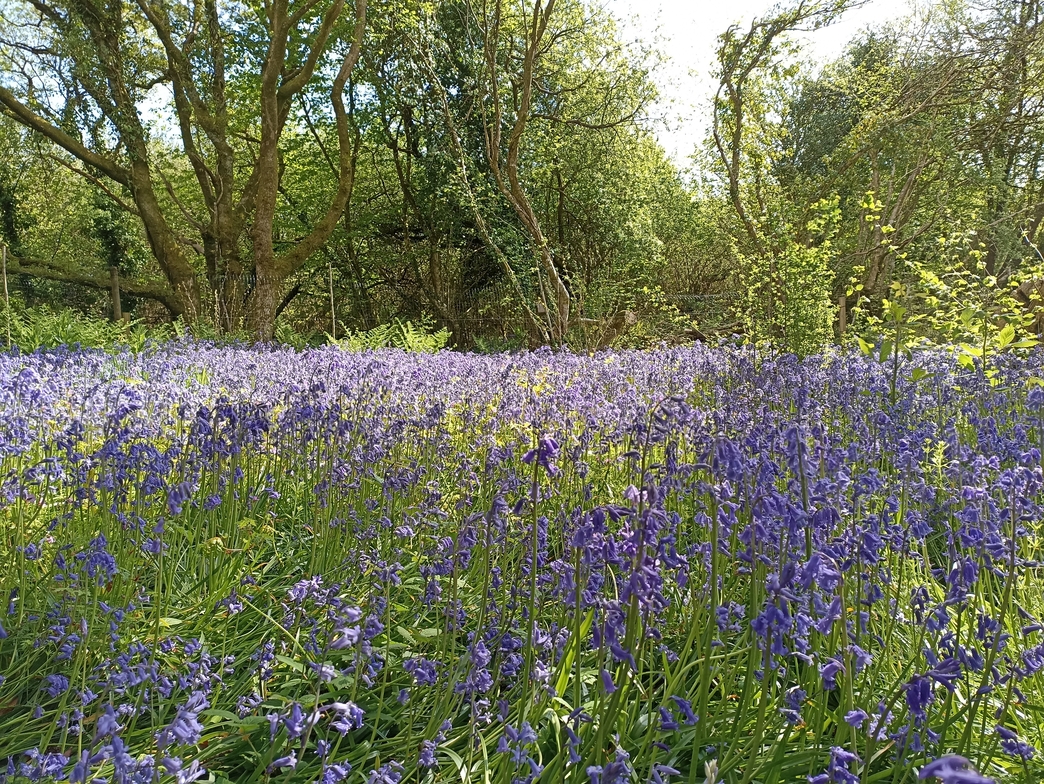 Transformative new investment for Cornish nature on land and at sea ...