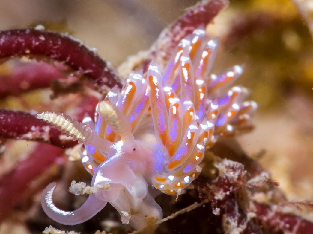 What is a Nudibranch? | The Wildlife Trusts