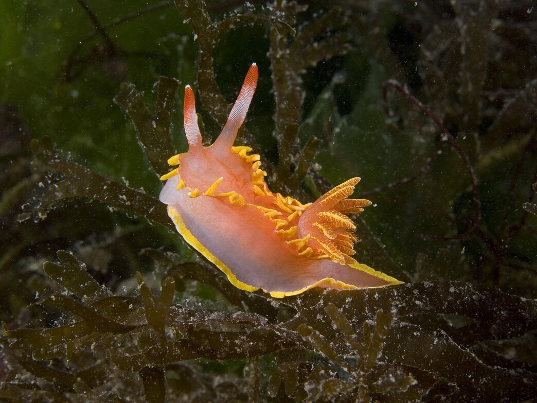 What is a Nudibranch? | The Wildlife Trusts