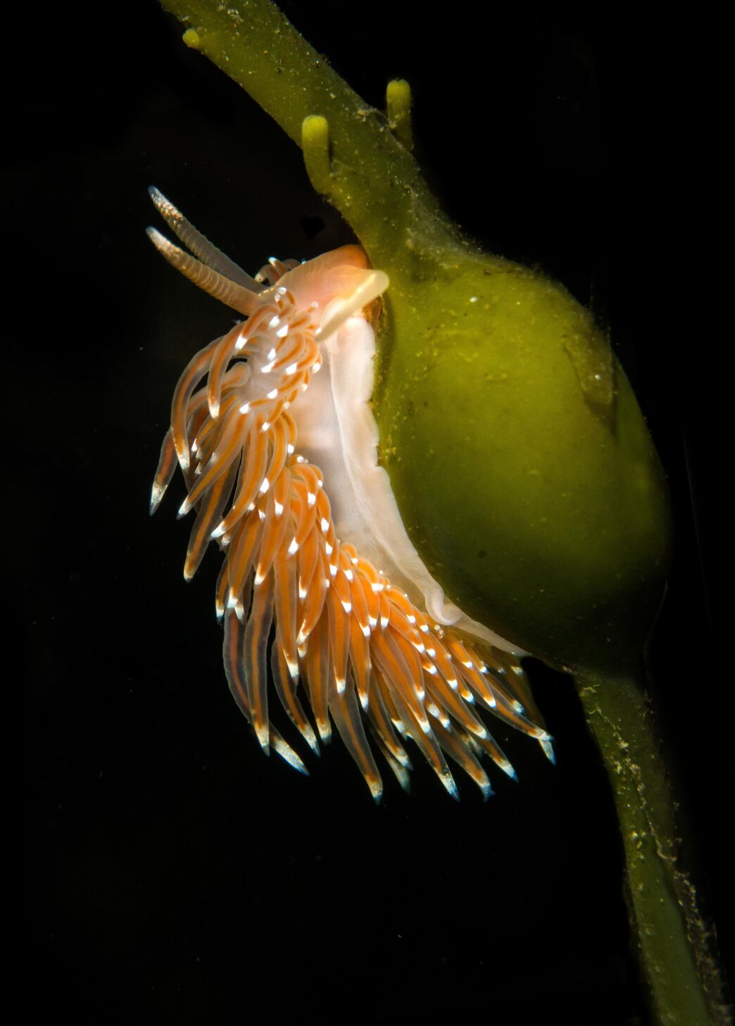 What is a Nudibranch? | The Wildlife Trusts