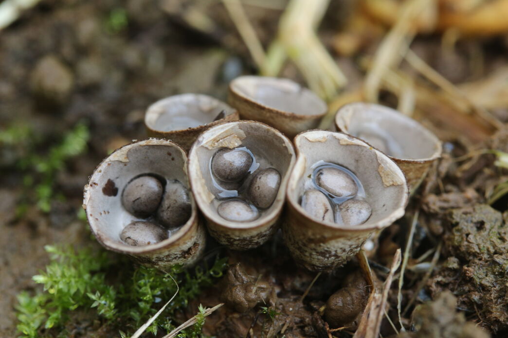 Hidden kingdom: a beginner’s guide to fungi | The Wildlife Trusts