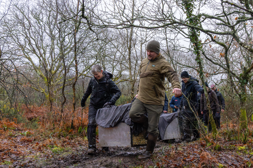 First beaver reintroductions in Cornwall set precedent for wild ...