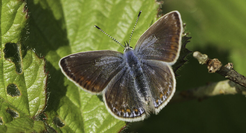 Beguiled by blues | The Wildlife Trusts