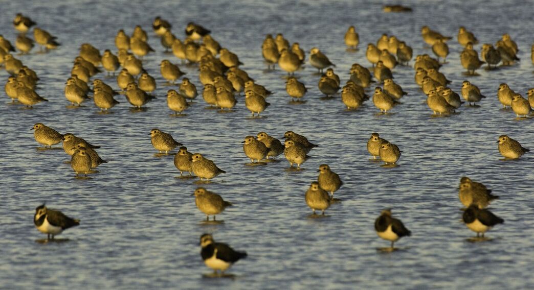 Identify waders | The Wildlife Trusts