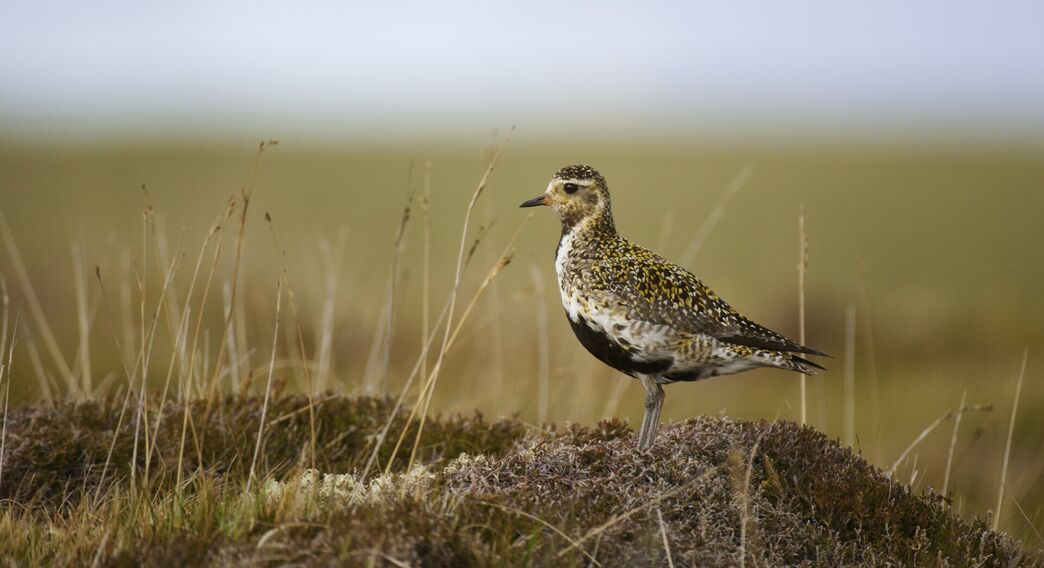Identify waders | The Wildlife Trusts