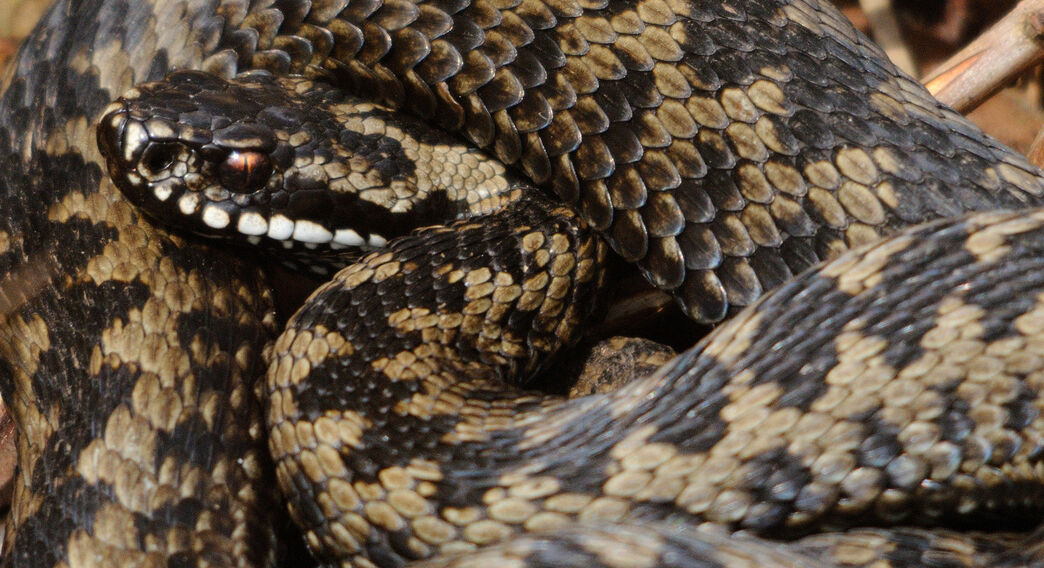 Identify UK snakes | The Wildlife Trusts