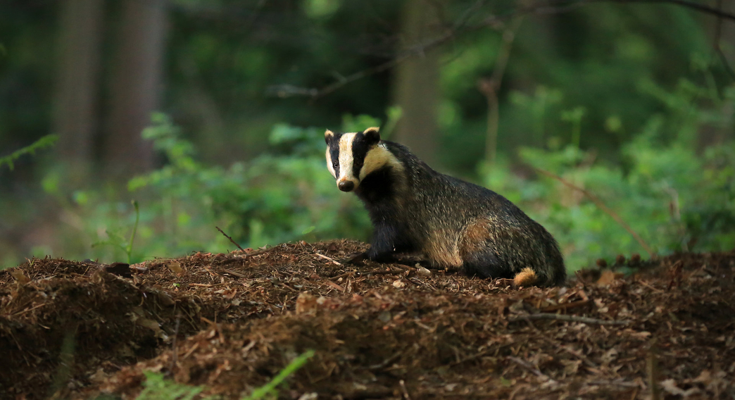 How to manage a woodland for wildlife | The Wildlife Trusts