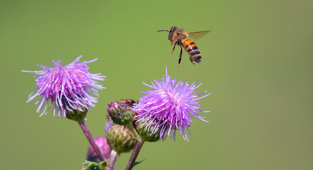 New bee bus stops coming soon to a street near you | The Wildlife Trusts