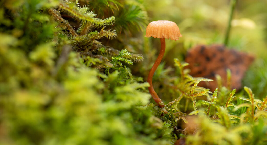 Where to see UK rainforest | The Wildlife Trusts
