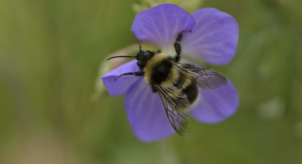 How to identify bumblebees | The Wildlife Trusts