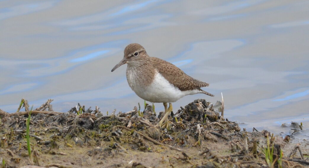 Wading into autumn | The Wildlife Trusts